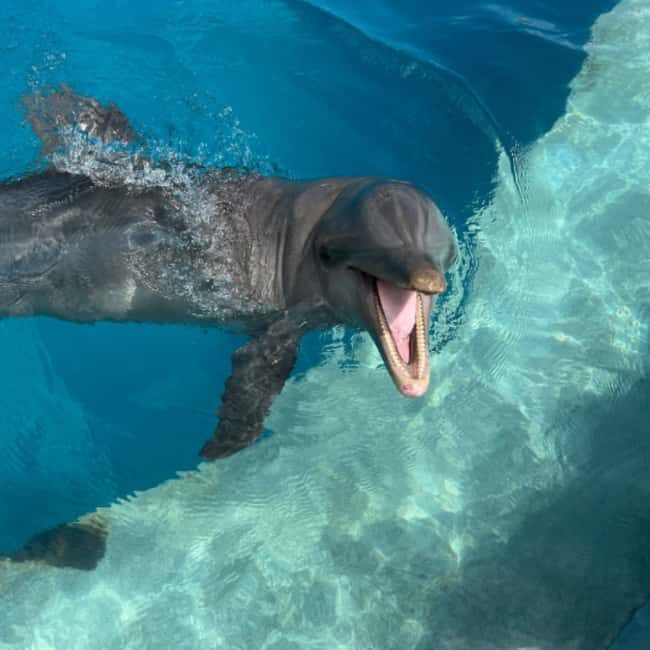 Punta Cana: Enjoy Dolphin Free Hotel Pickup - The Experience: Pros and Cons