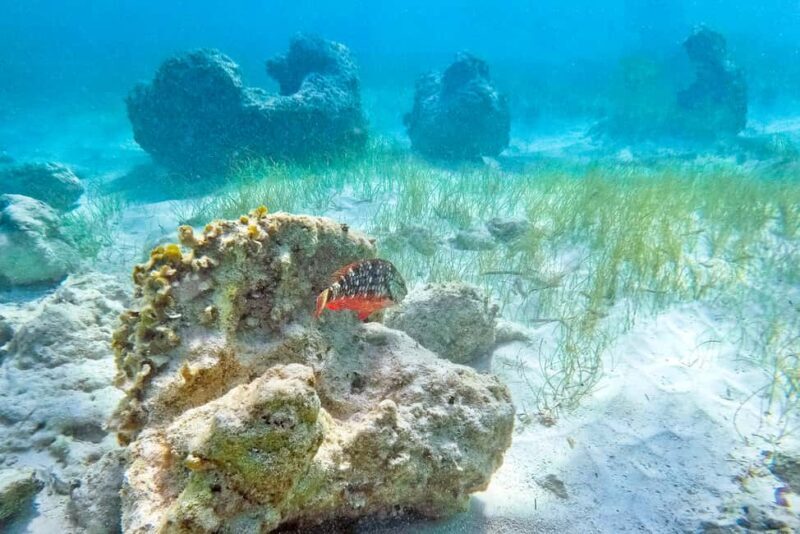 Punta Cana: Full Day Boat Trip to Catalina Island with Lunch - What to Expect from This Full Day Trip