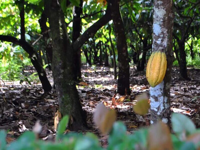 Punta Cana: Higuey Tour Excursion Cultural - Key Points