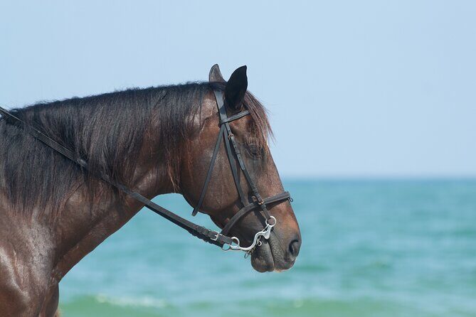 Punta Cana Horseback Riding Adventure - Final Thoughts: Who Will Love This Tour?