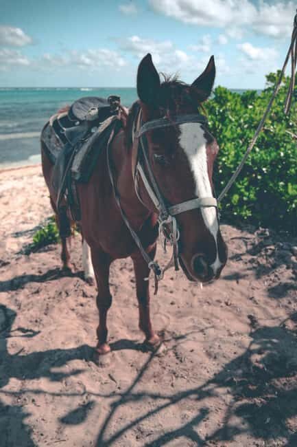 Punta Cana: Horseback Riding Tour with Sunset at Macao Beach - An Authentic Ride with Breathtaking Views
