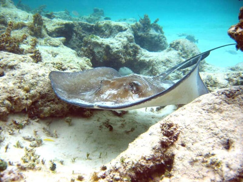 Punta Cana: Marinarium Snorkeling Cruise - What the Reviews Say