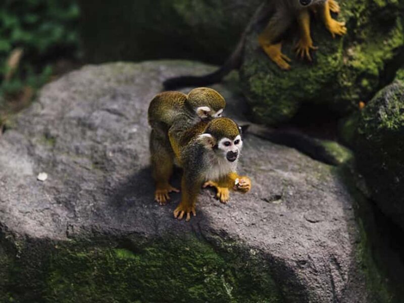 Punta Cana: Monkey Adventure by Jhoraji With Hotel Pick-Up - A Detailed Look at the Experience