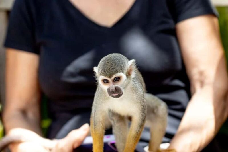 Punta Cana: Monkeyland Half-Day Tour with Snacks and Guide - Key Points