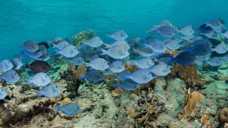 Punta Cana: Private Catalina Island Snorkeling Trip with - What to Expect: From Hotel Pickup to Beachside Bliss