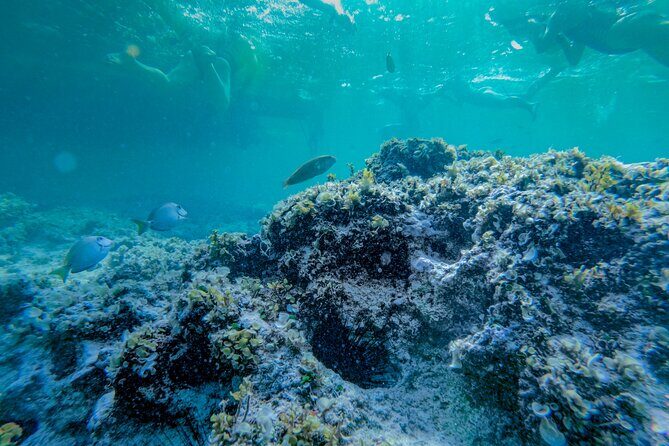 Punta Cana Private Catamaran with Snorkeling & Natural Pool - FAQ