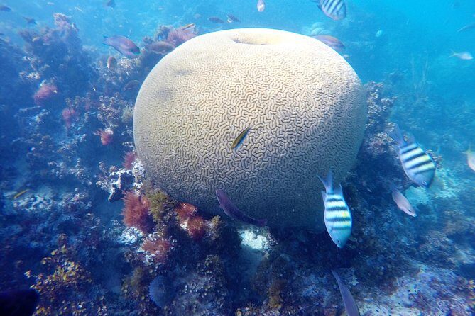 Punta Cana Private Cruise up to 10 people - Authentic Marine Conservation Efforts