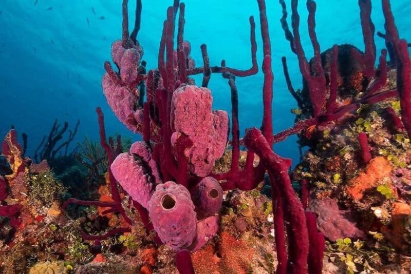 Punta Cana: Private Guided Power Dive Adventure with Music - Key Points