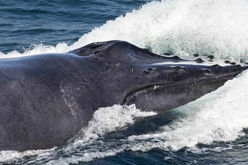 Punta Cana: Private Samaná Whale Watching Day Trip - An In-Depth Look at the Tour