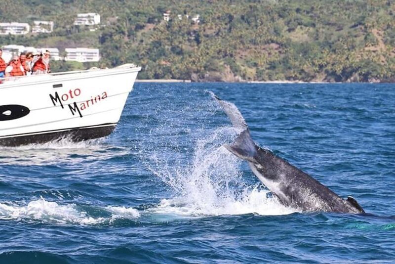 Punta Cana: Private Samaná Whale Watching Day Trip - Who Will Love This Tour?