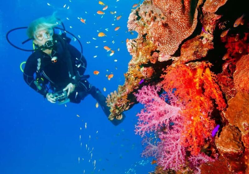 Punta Cana: Reef Diving Adventure Explore Underwater Wonders - Key Points