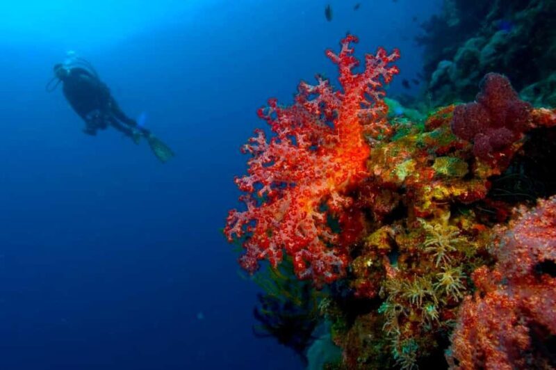 Punta Cana: Reef Diving Adventure Explore Underwater Wonders - What Makes This Reef Diving Adventure Stand Out