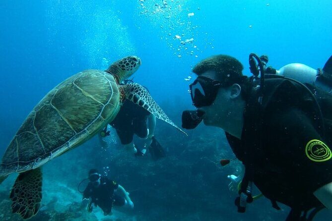 Punta Cana Reef Diving Adventure Explore Underwater Wonders - Who Will Love This Tour?