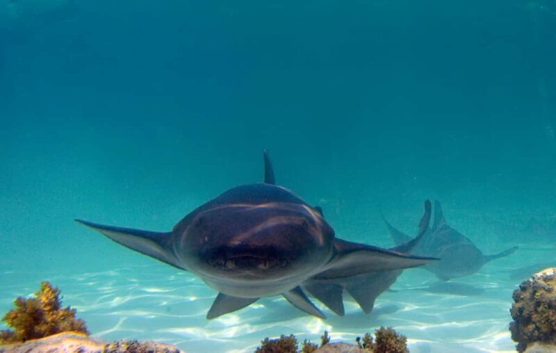 Punta Cana: Reef Explorer Access w/ Sharks & Stingrays Swim - Key Points