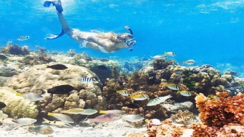 Punta Cana: Reef Explorer Snorkeling and Massage Tour - Key Points