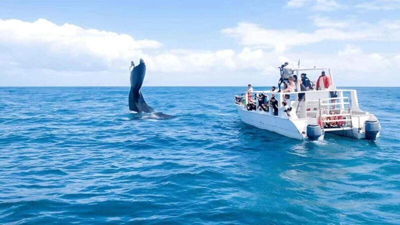 Punta Cana: Samaná Bay Whale Watching & Cayo Levantado - The Itinerary in Detail
