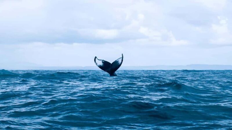 Punta Cana: Samaná Bay Whale Watching & Cayo Levantado - Is It Worth the Cost?