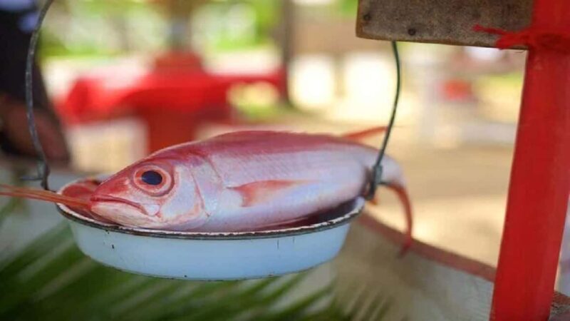 Punta Cana: Samaná Day Trip with El Limón & Bacardí Island - Key Points