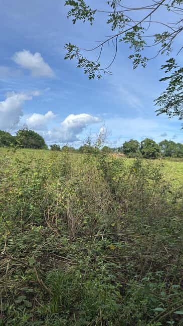 Punta Cana: Samaná Day Trip with El Limón Waterfall - Cayo Levantado: A Tropical Paradise