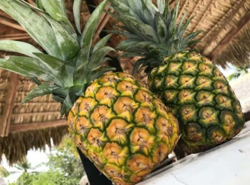 Punta Cana: Saona Island Day Trip with Lobster Lunch - Key Points