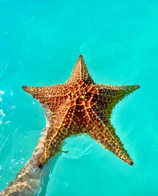 Punta Cana: Saona Island Exclusive Private Beach, Open Bar & Premium Lunch - Who Would Love This Tour?