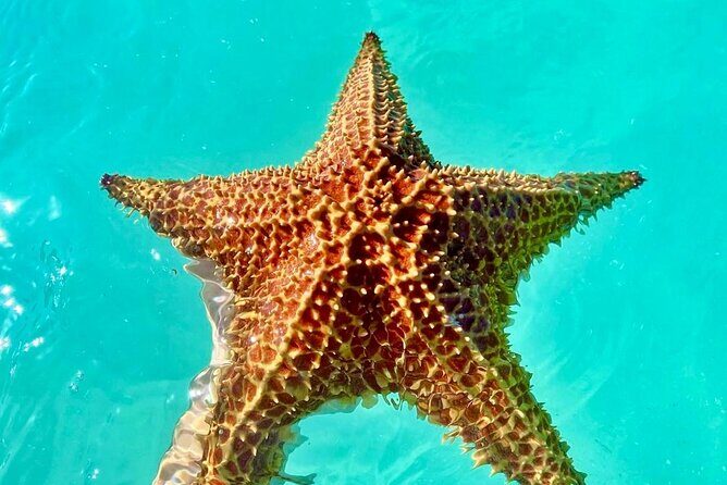 Punta Cana : Saona Island VIP Private Beach All Inclusive - What’s Included and What’s Not