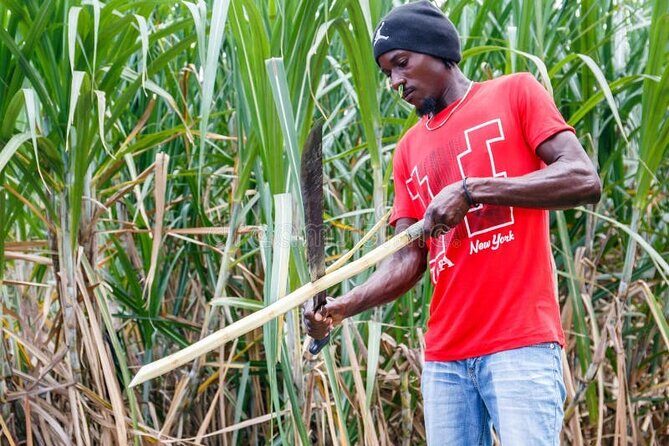 Punta cana scenic tour with lunch horses and cenote - The Sum Up