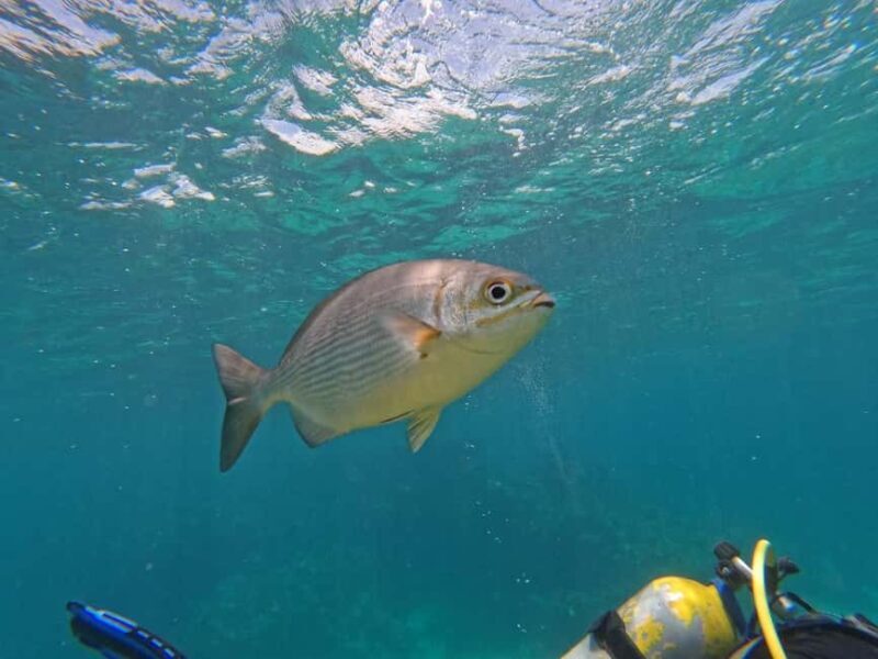 Punta Cana: Scuba Doo Adventure with Round-Trip Transfer - An In-Depth Look at the Tour Experience