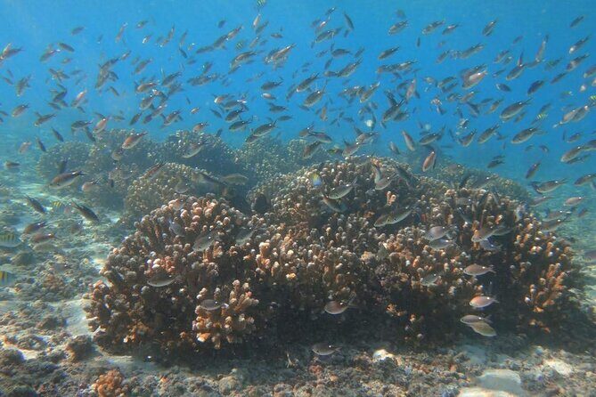 Punta Cana Speed Boat Tour and Snorkeling - Authenticity and Expectations