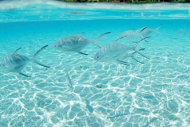 Punta Cana Speed Boat Tour and Snorkeling - Pricing and Overall Value