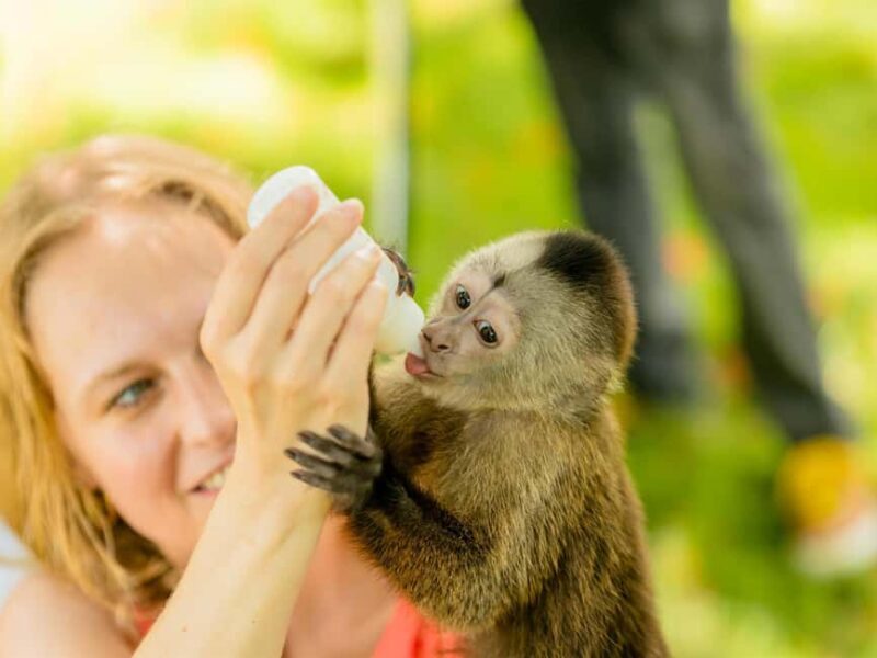 Punta Cana: Tour Monkey Adventure With Hotel Pick Up - FAQ