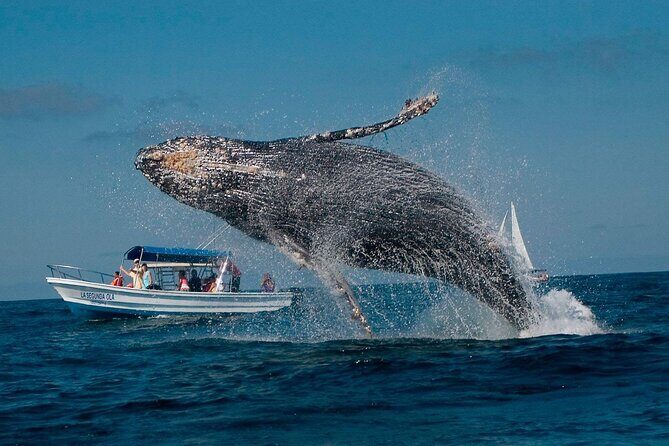 Punta Cana Whale Watching and Bacardi Island Day Trip - Is the Tour Worth It?