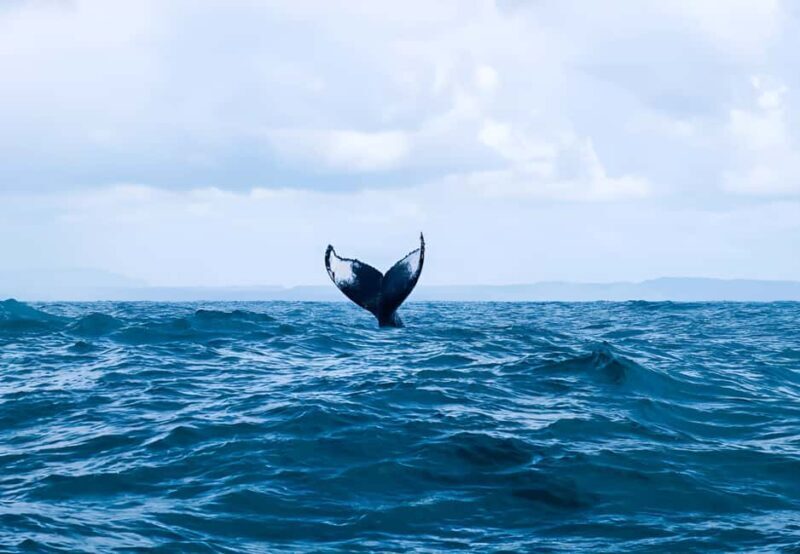 Punta Cana: Whale Watching and Bacardi Island Day Trip - The Sum Up