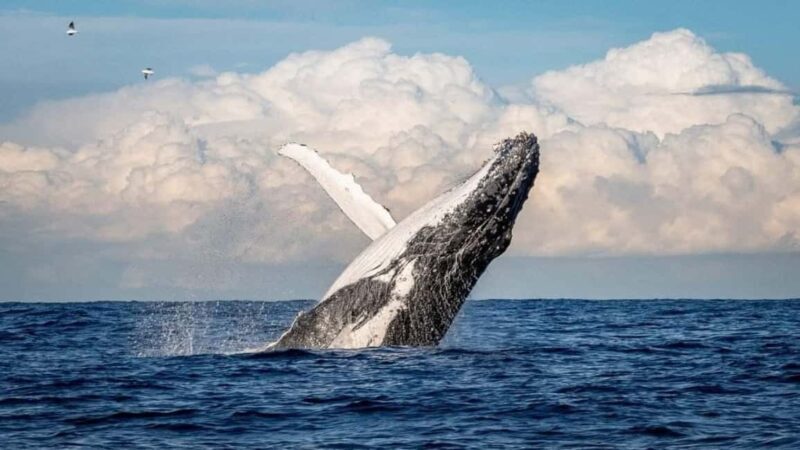 Punta Cana: Whale Watching, Cayo Levantado & Waterfall - Final Thoughts: Who Will Love This Tour?