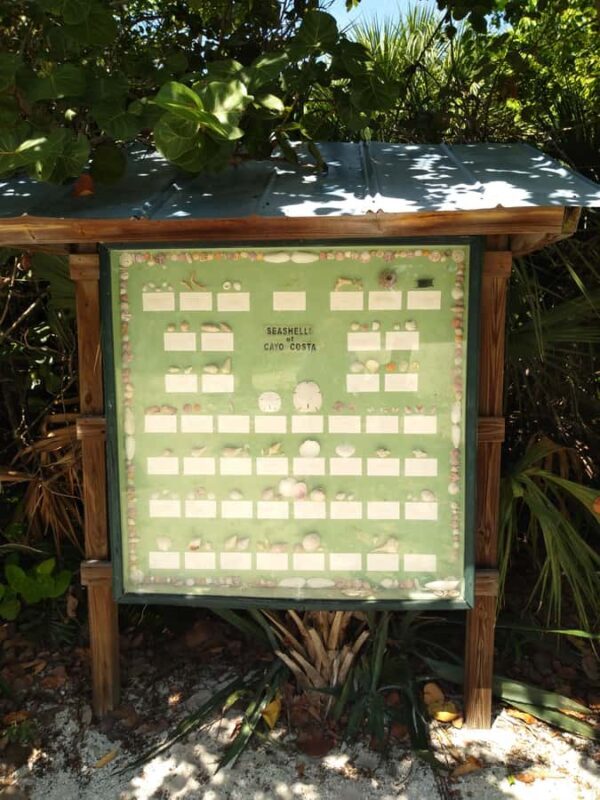 Punta Gorda /Boca Grande: Barrier Island Shelling Boat Tour - An In-Depth Look at the Experience