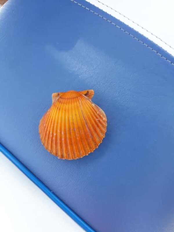 Punta Gorda /Boca Grande: Barrier Island Shelling Boat Tour - Final Thoughts: Is It Worth It?