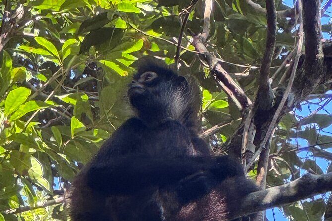 Punta Laguna Adventure with Mayan Ceremony - An In-Depth Look at the Punta Laguna Adventure