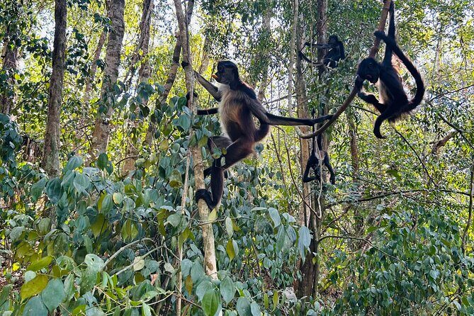 Punta Laguna Tour: Spider Monkey Reserve, cenote, canoe - A Closer Look at the Punta Laguna Experience