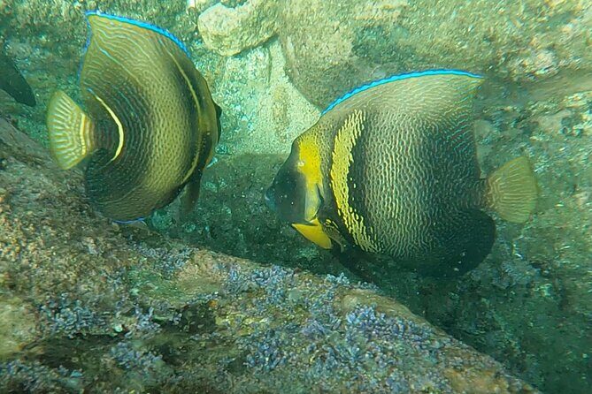 Punta Mita Fishing Experience and Snorquel at Secluded Reefs - An In-Depth Look at the Tour Experience