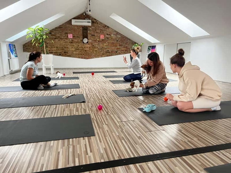 Puppy Yoga in Riga - Detailed Breakdown of the Itinerary