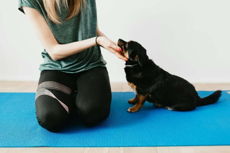Puppy Yoga in Riga - Practical Tips