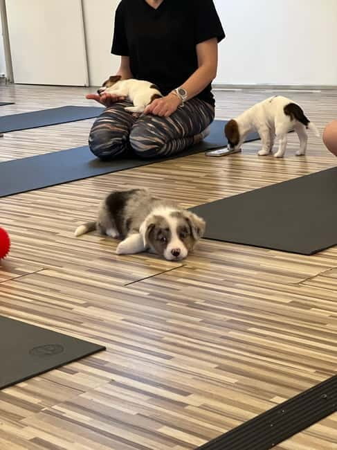 Puppy Yoga in Riga - Who Should Consider Puppy Yoga?