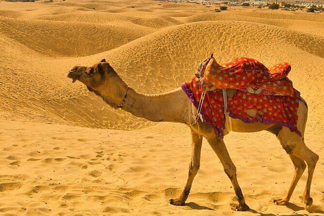 Pushkar Camel Safari Adventure - FAQs: Your Practical Questions Answered