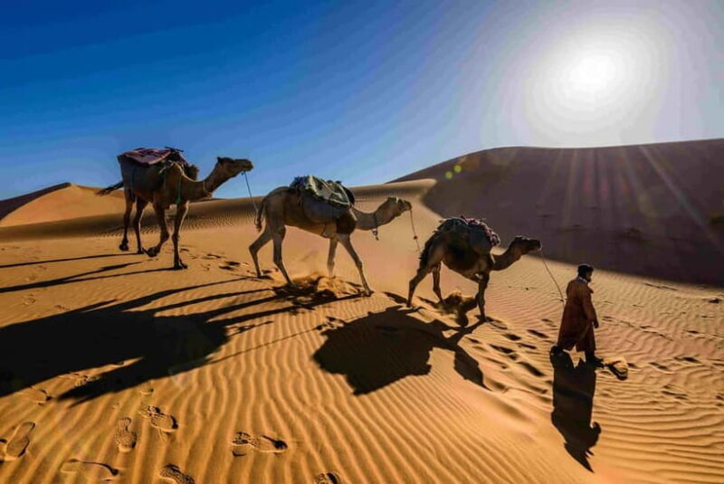 Pushkar: Camel Sunset Safari Adventure - Key Points
