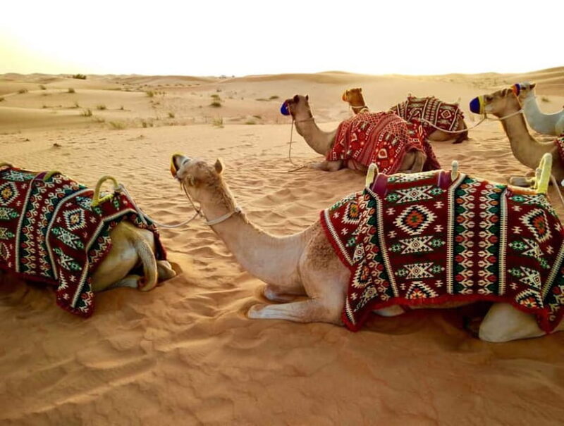 Pushkar: Camel Sunset Safari Adventure - Introduction to Pushkar’s Camel Sunset Safari