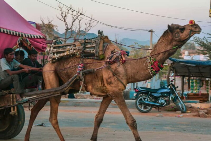 Pushkar: Camel Sunset Safari Adventure - Who Should Consider This Tour