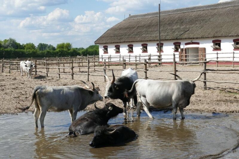 Puszta Tour and Horse Show - Exploring Central Hungary: A Day in Kecskemét and the Puszta