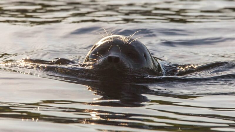 Puumala: Lake Saimaa Seal Watching Cruise - Who Will Love This Tour?
