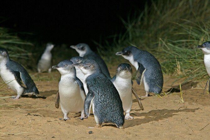 PVT Guided Tour: Sydney Opera House and Featherdale Wildlife Park - Who Should Book This Tour?