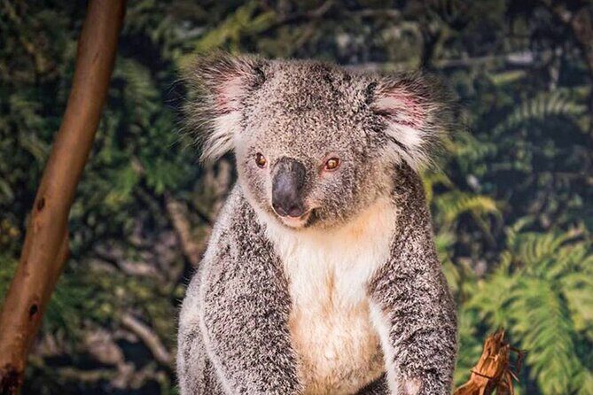 PVT Guided Tour: Sydney Opera House and Featherdale Wildlife Park - Final Thoughts